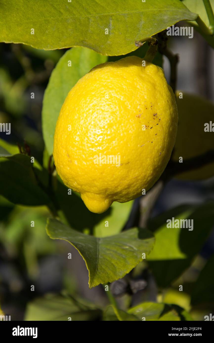 Zitronen plantage hi-res stock photography and images - Alamy