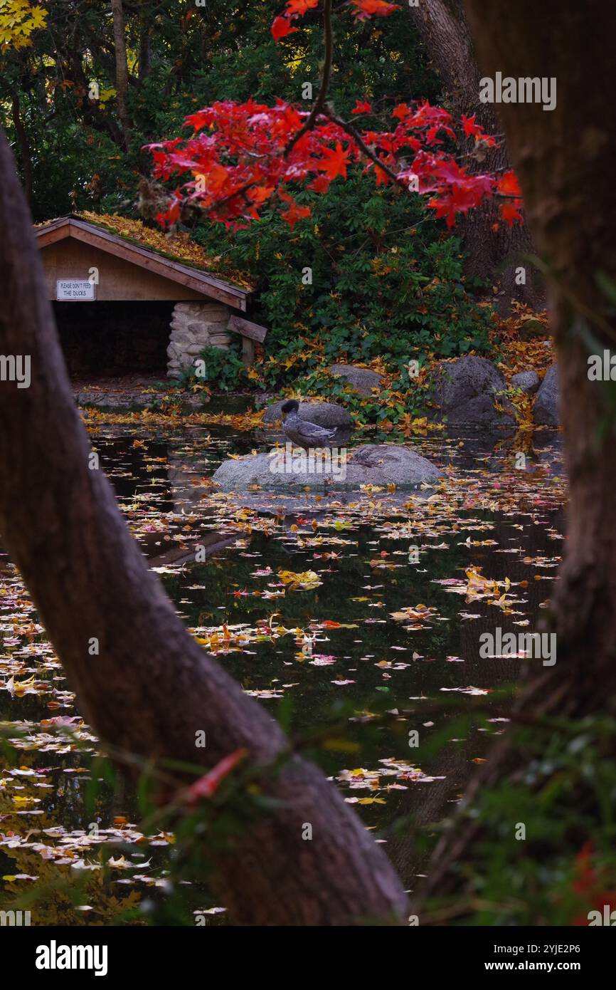Falling duck hi-res stock photography and images - Alamy
