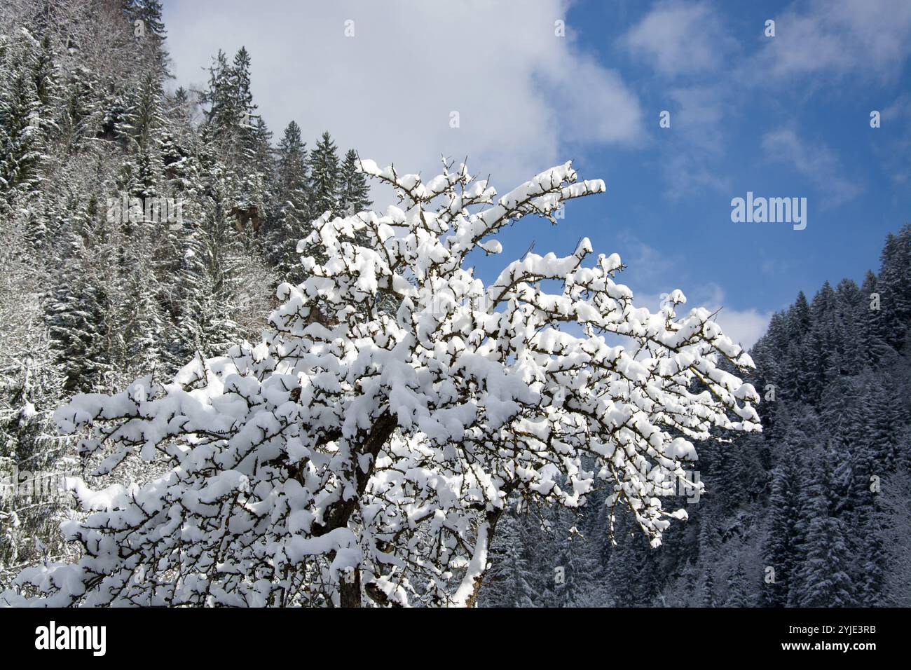 Mountain slope, photographed in April in Austria., Berghang ...