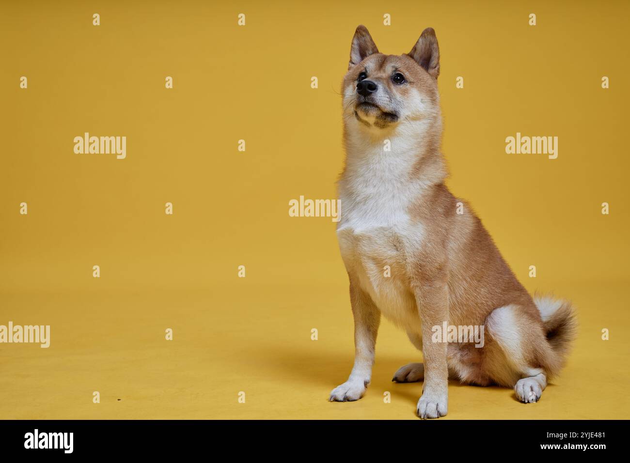 Full length shot of intelligent little Shiba Inu dog sitting on floor ...
