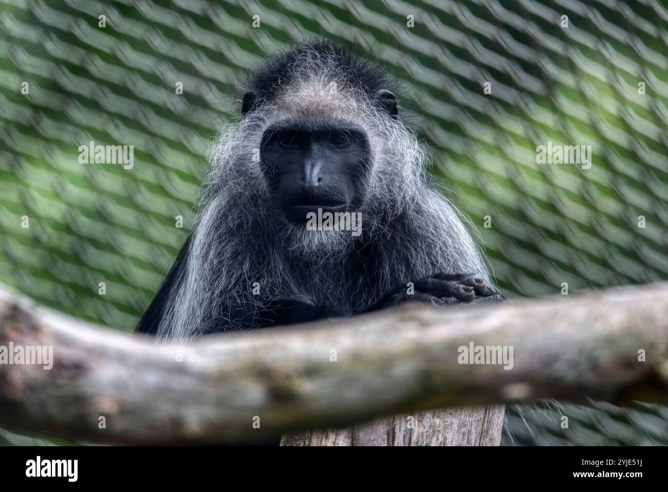 The king colobus (Colobus polykomos), also known as the western black ...