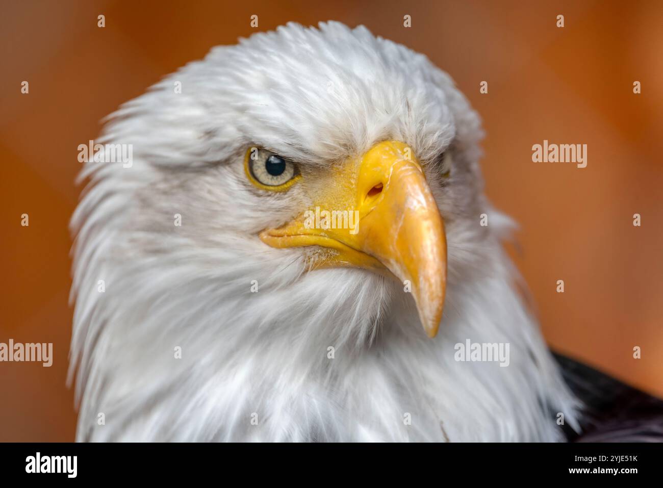 "This is a mature American bald eagle from the National Foundation to ...