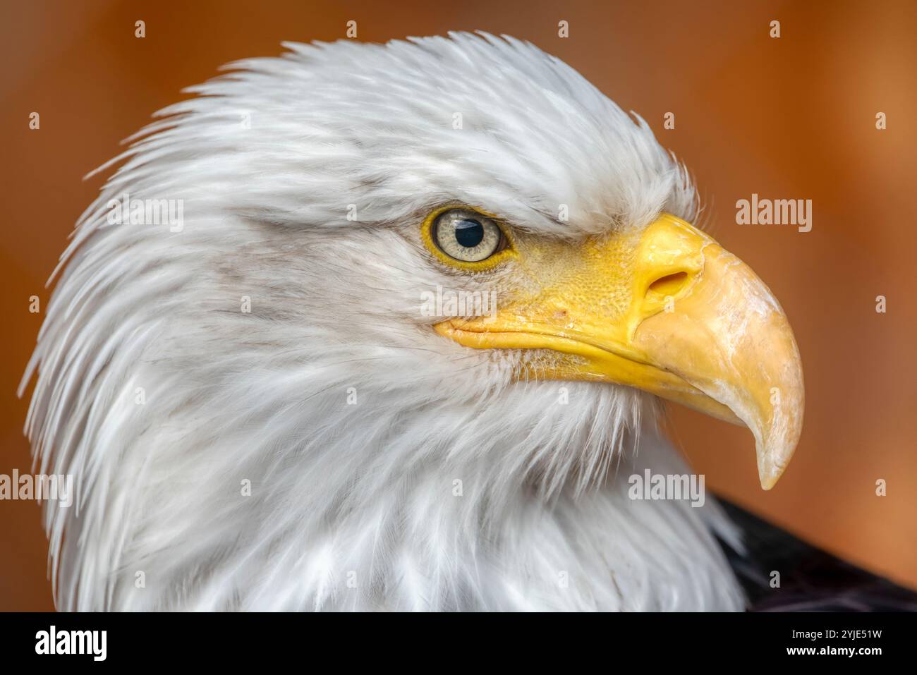 "This is a mature American bald eagle from the National Foundation to ...
