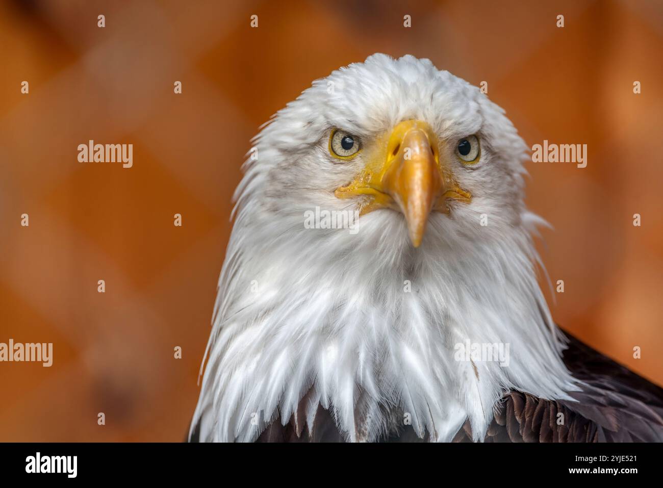 "This is a mature American bald eagle from the National Foundation to ...