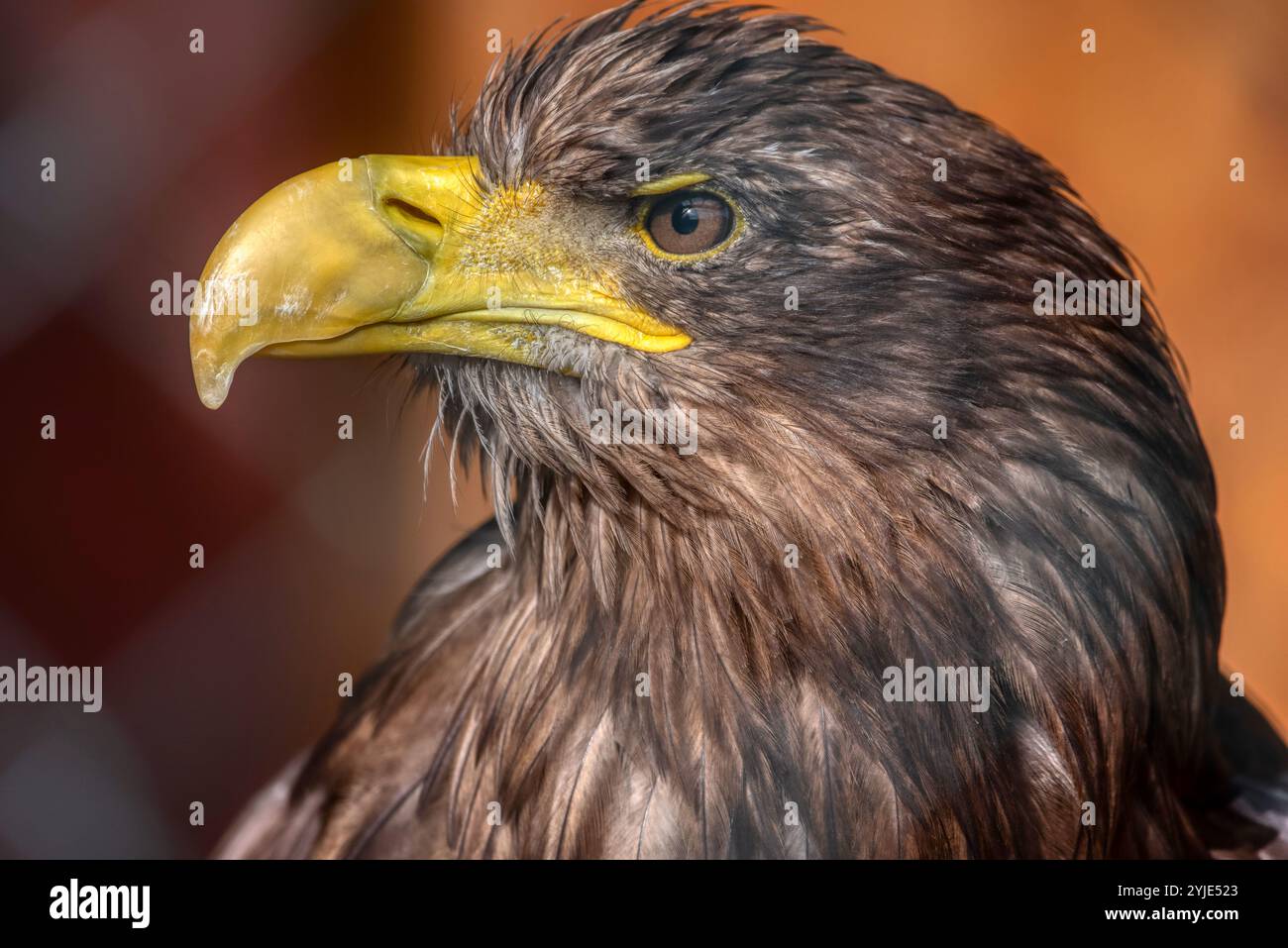 Russia stellers sea eagle hi-res stock photography and images - Alamy