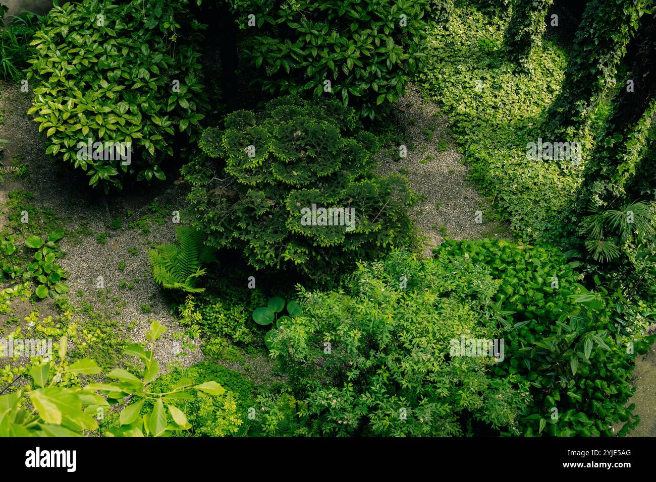 Lush green garden with dense foliage and trees Stock Photo - Alamy