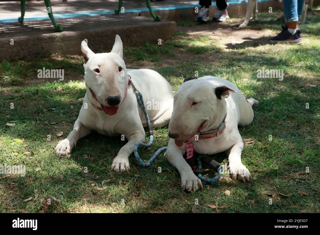 Dog costume contest in Moquegua, Peru, on November 9, 2024, featuring ...