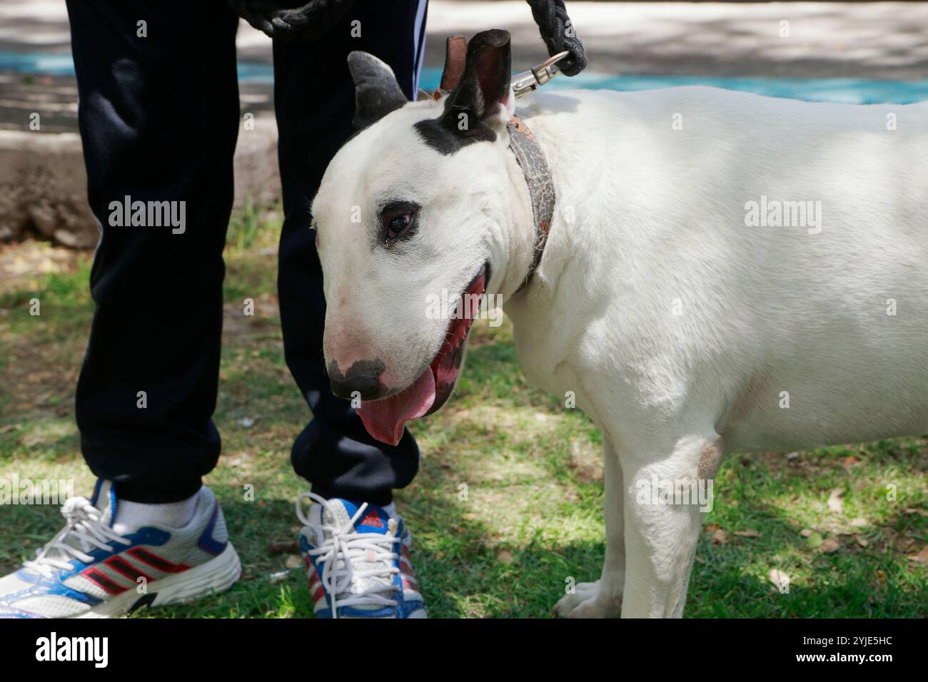 Dog costume contest in Moquegua, Peru, on November 9, 2024, featuring ...