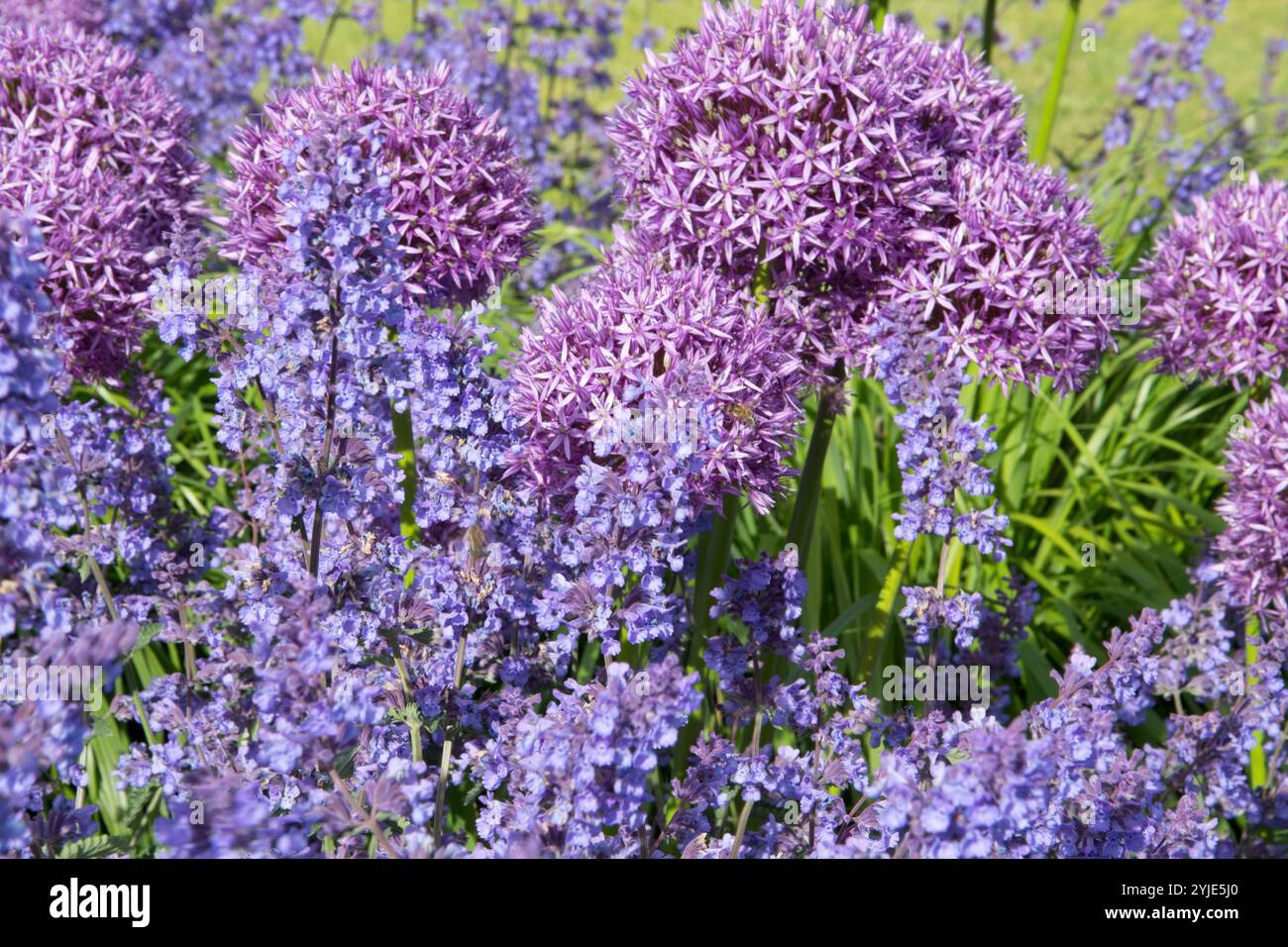 The ornamental onion allium aflatunense belongs to the leek species ...