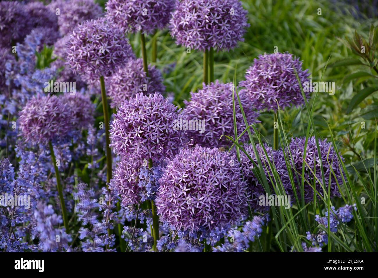 The ornamental onion allium aflatunense belongs to the leek species ...