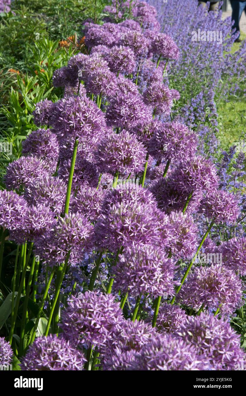 The ornamental onion allium aflatunense belongs to the leek species ...