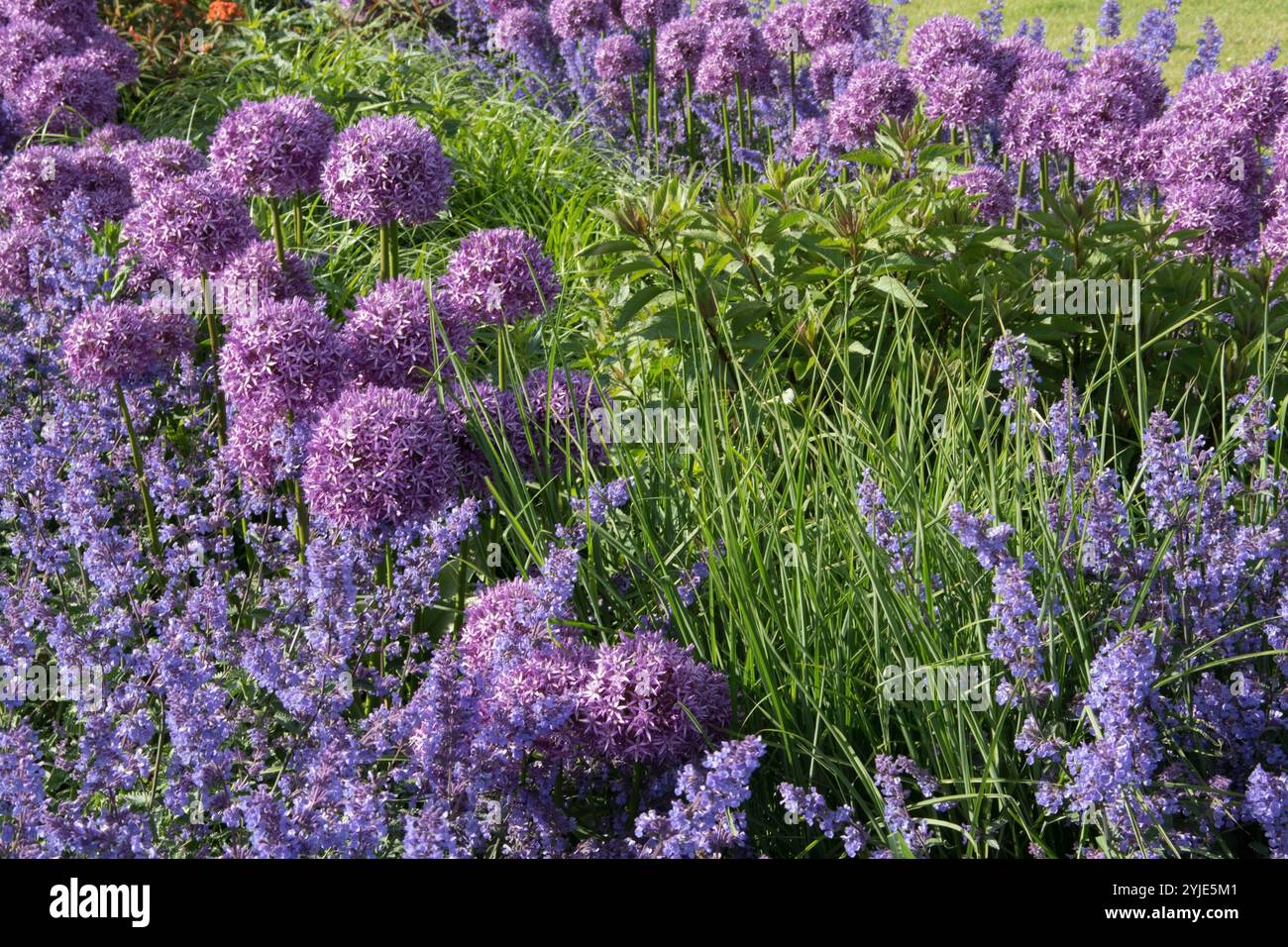 The ornamental onion allium aflatunense belongs to the leek species ...