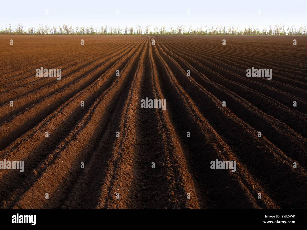 Plowed, Planted And Hilling Rows Black-earth Field. Ground Texture ...