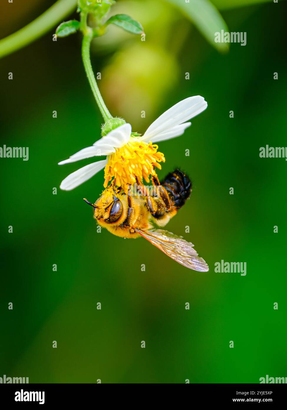 Macro view honey bee pollinating hi-res stock photography and images ...