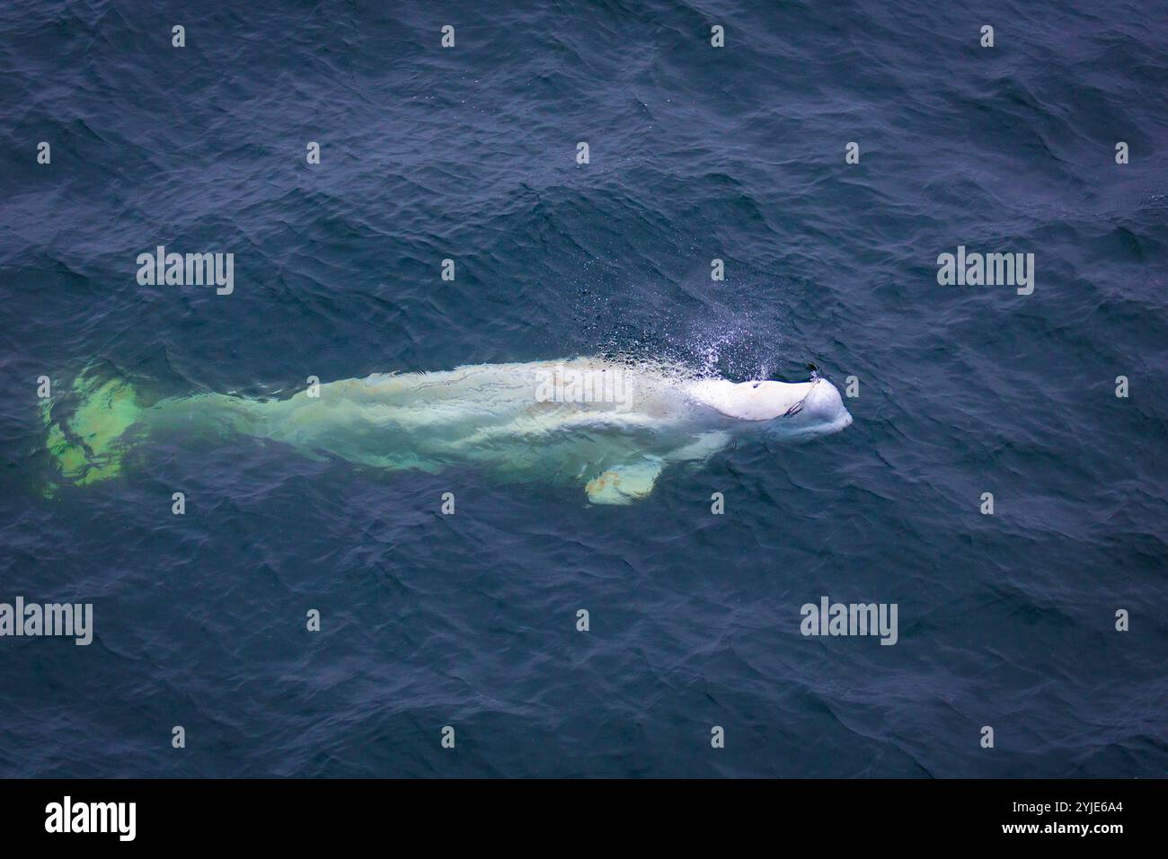 Beluga whale arctic group hi-res stock photography and images - Alamy