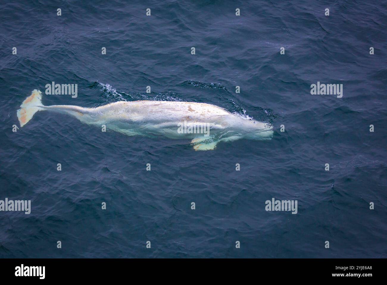 Blue whale on white hi-res stock photography and images - Alamy