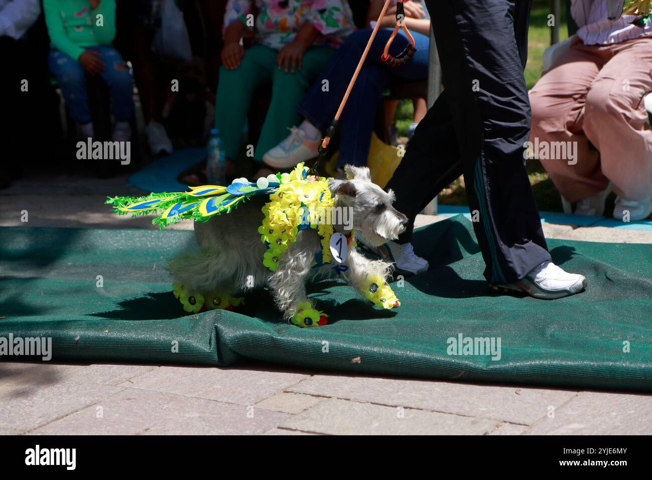 Dog costume contest in Moquegua, Peru, on November 9, 2024, featuring ...