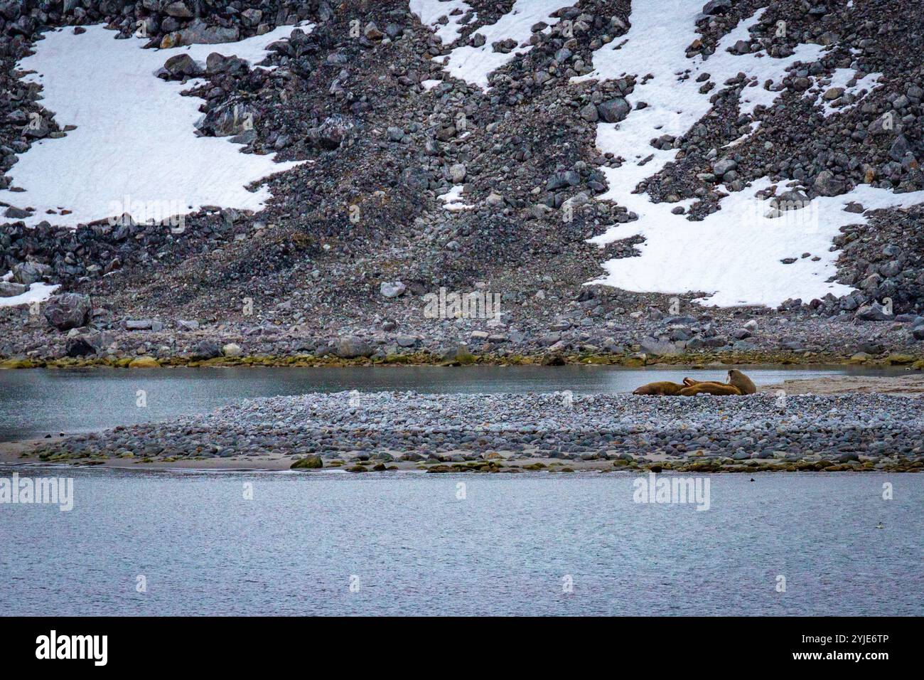 Visiting a small walrus colony in the Arctic at the Hamiltonbukta on ...