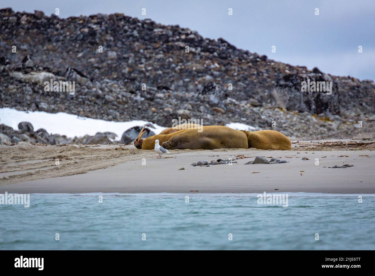 Visiting a small walrus colony in the Arctic at the Hamiltonbukta on ...