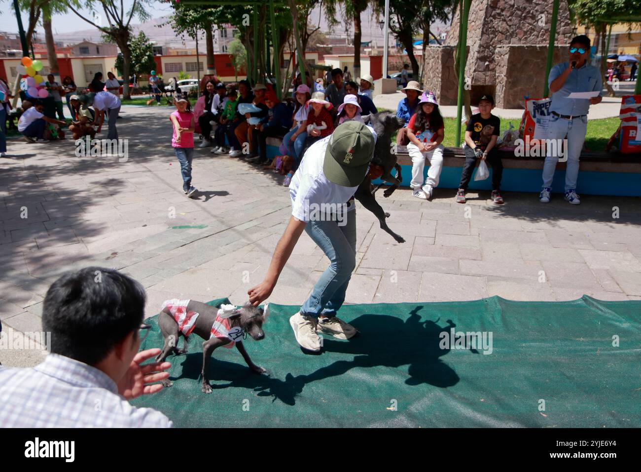 Dog costume contest in Moquegua, Peru, on November 9, 2024, featuring ...