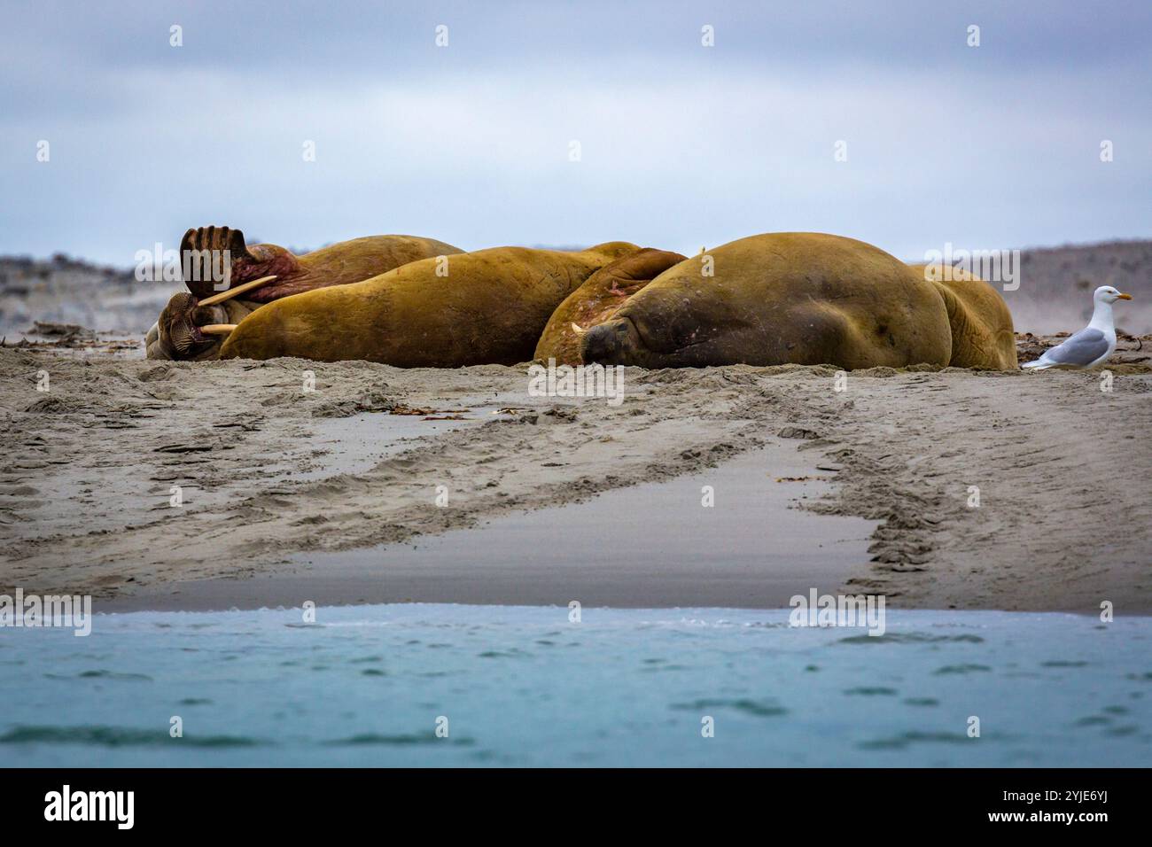Visiting a small walrus colony in the Arctic at the Hamiltonbukta on ...