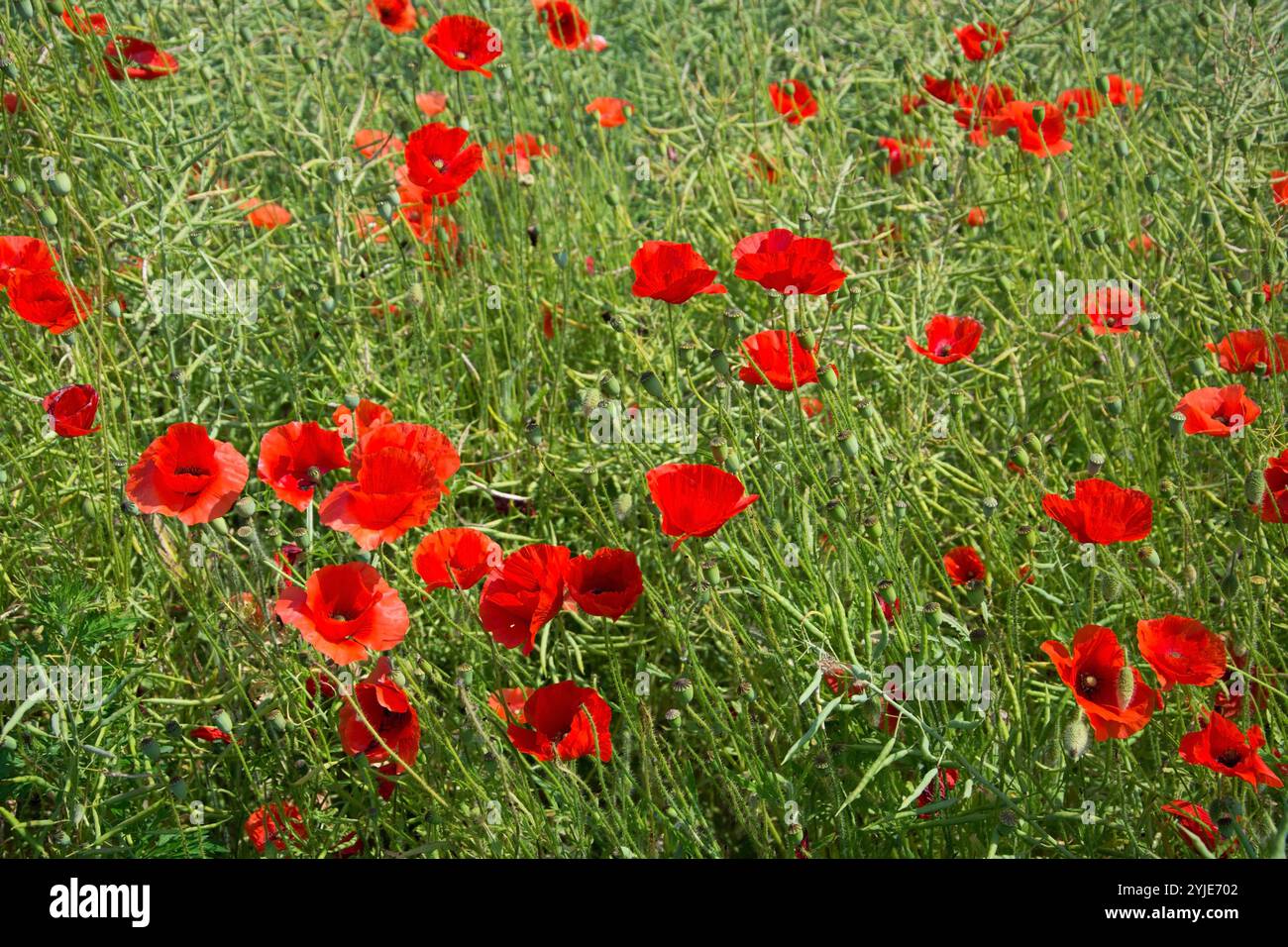 Field of poppies in summer in Sweden., Feld mit Mohnblumen im Sommer in ...