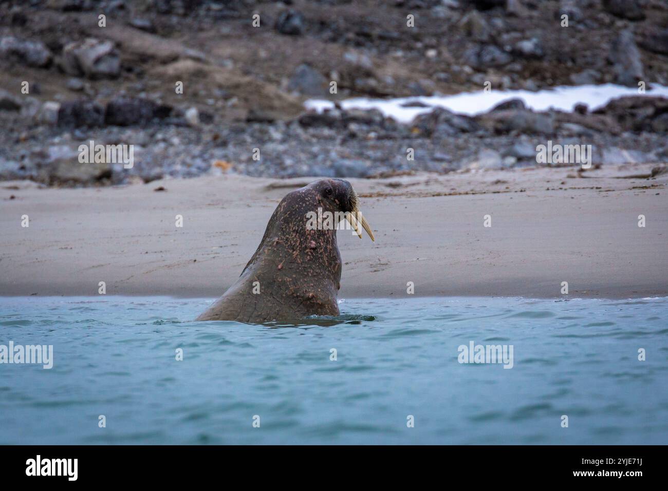 Visiting a small walrus colony in the Arctic at the Hamiltonbukta on ...