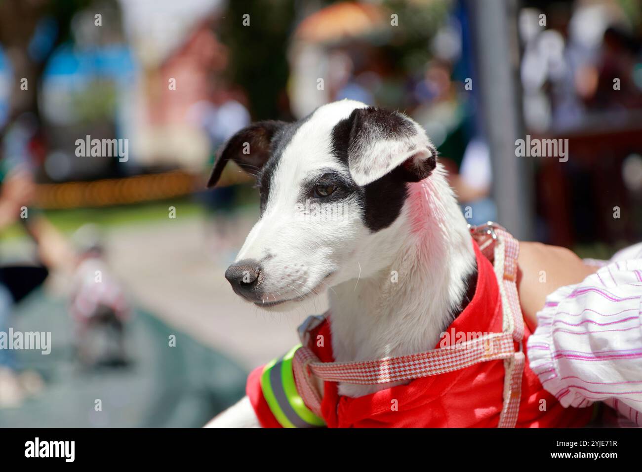 Dog costume contest in Moquegua, Peru, on November 9, 2024, featuring ...