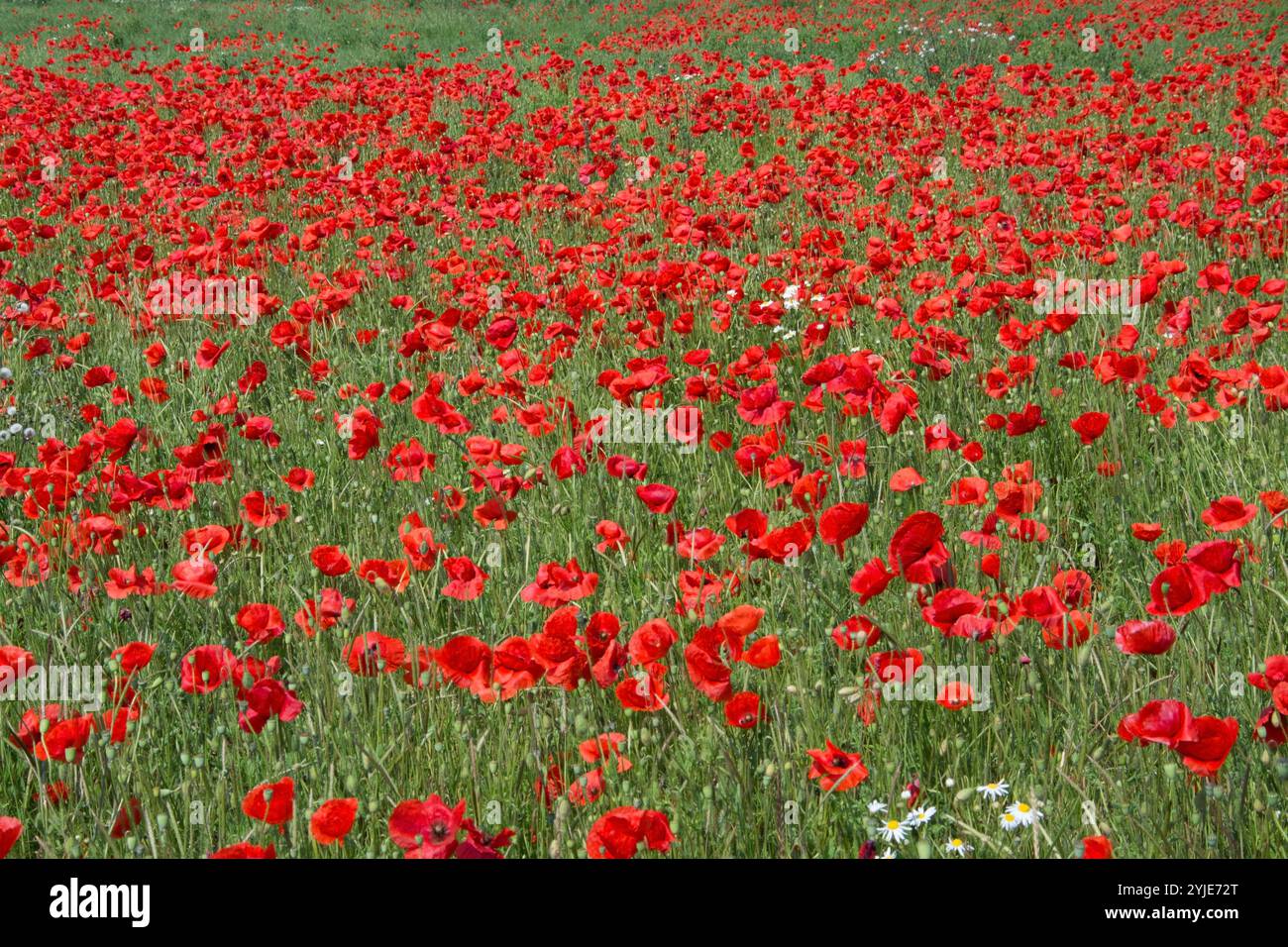 Field of poppies in summer in Sweden., Feld mit Mohnblumen im Sommer in ...