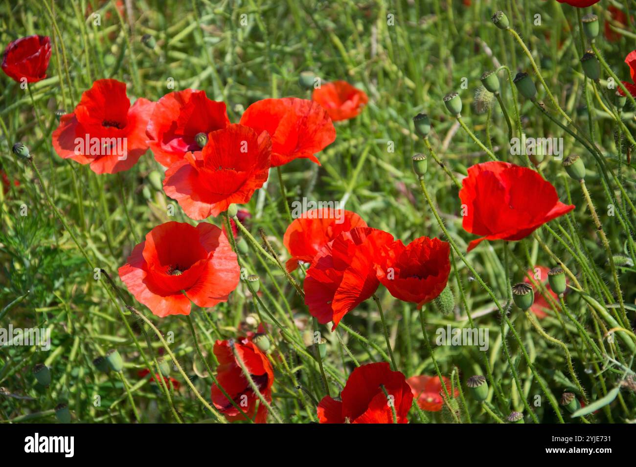Field of poppies in summer in Sweden., Feld mit Mohnblumen im Sommer in ...