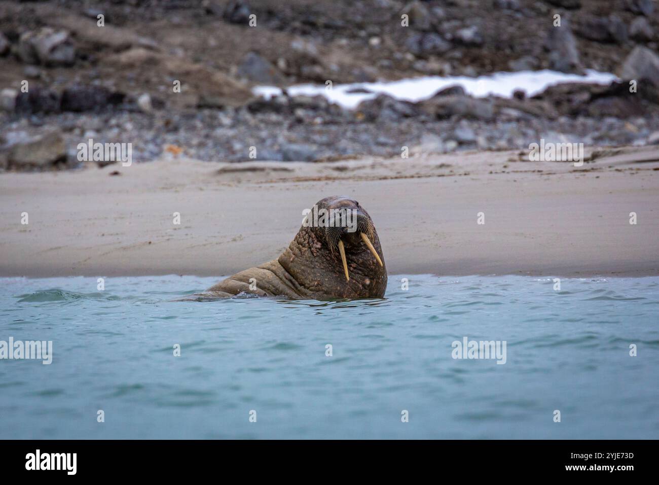 Visiting a small walrus colony in the Arctic at the Hamiltonbukta on ...
