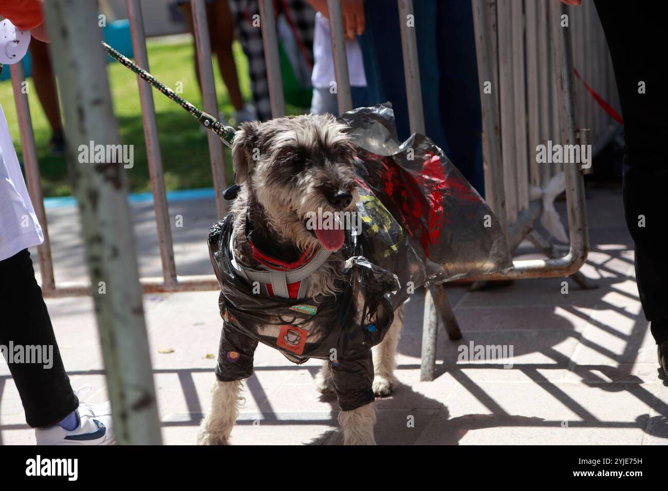 Dog costume contest in Moquegua, Peru, on November 9, 2024, featuring ...