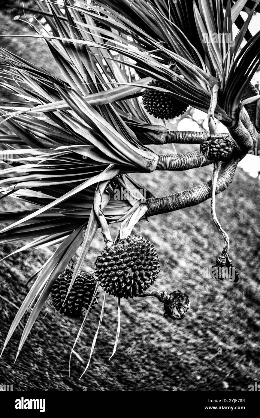 Showcasing intricate spiky textures hi-res stock photography and images ...