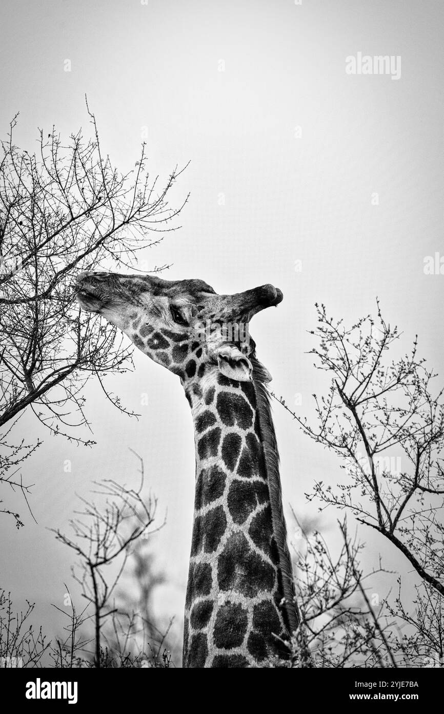 Giraffe on savanna Black and White Stock Photos & Images - Alamy