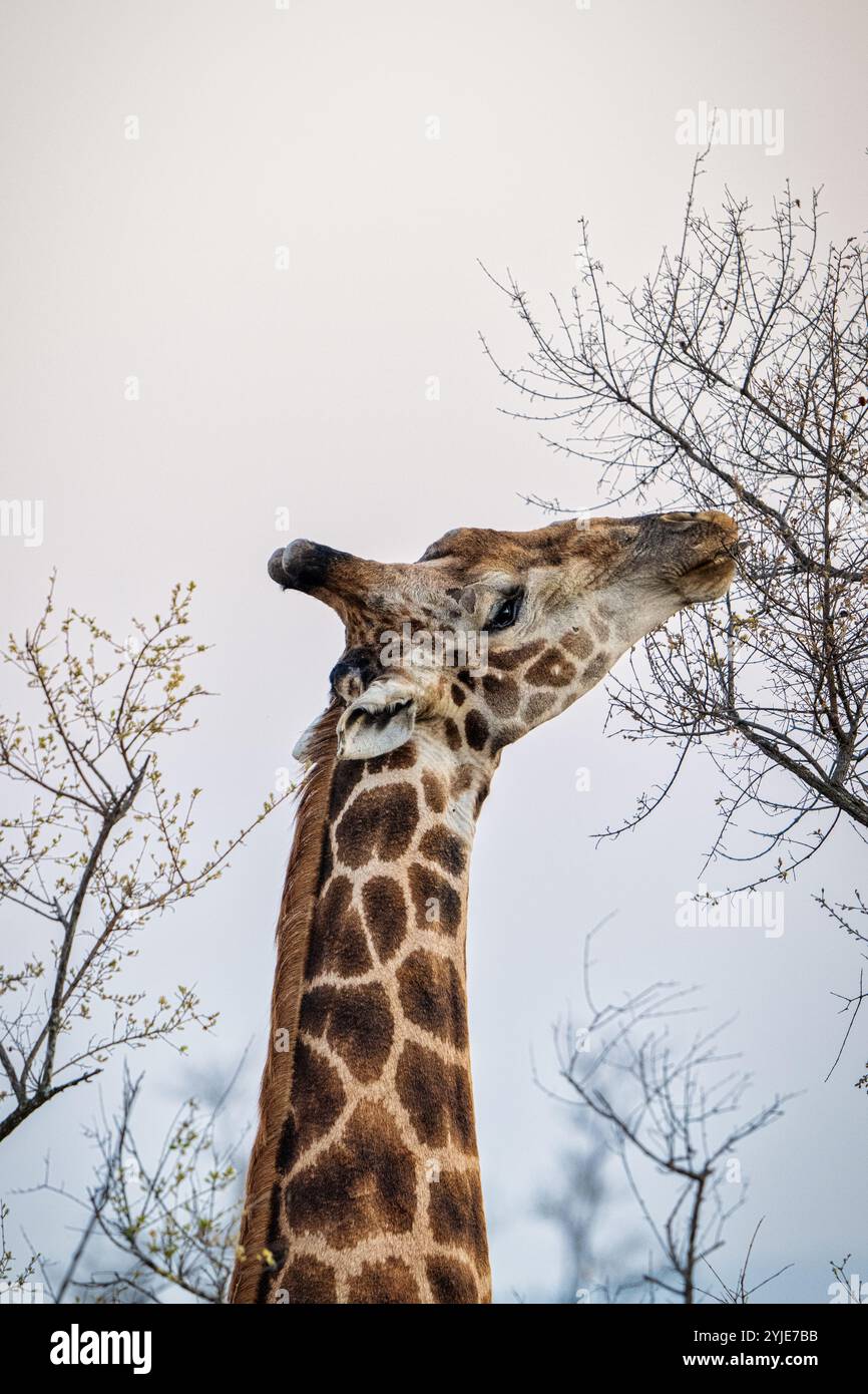 A giraffe stretches its long neck to reach and eat leaves from tall ...