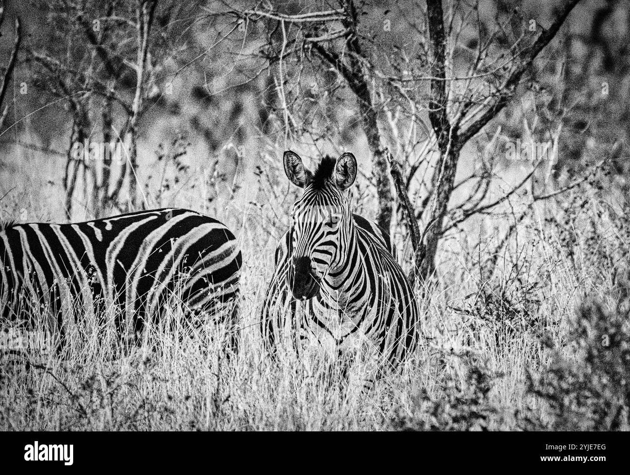 In natural native habitat Black and White Stock Photos & Images - Alamy