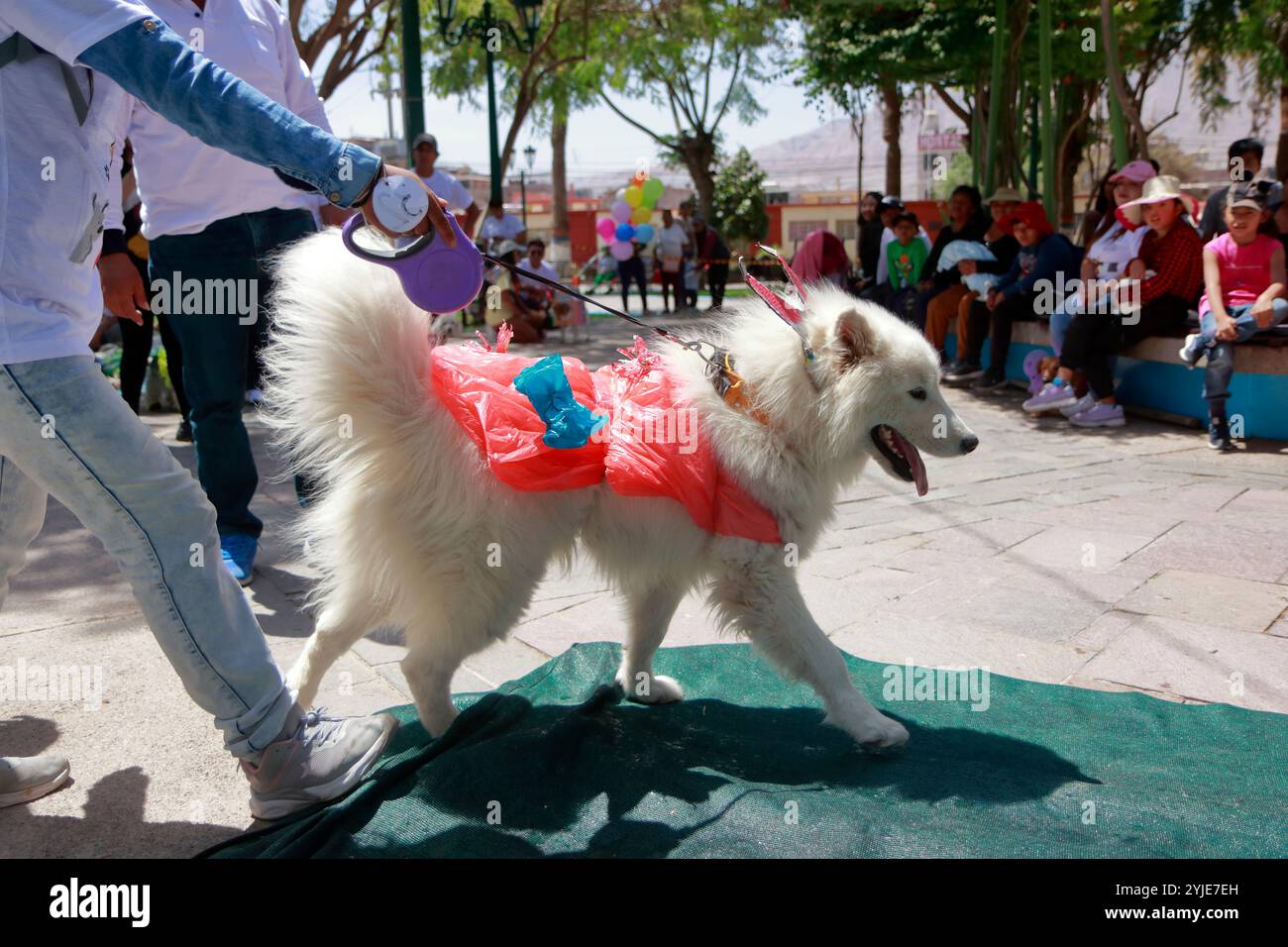 Dog costume contest in Moquegua, Peru, on November 9, 2024, featuring ...
