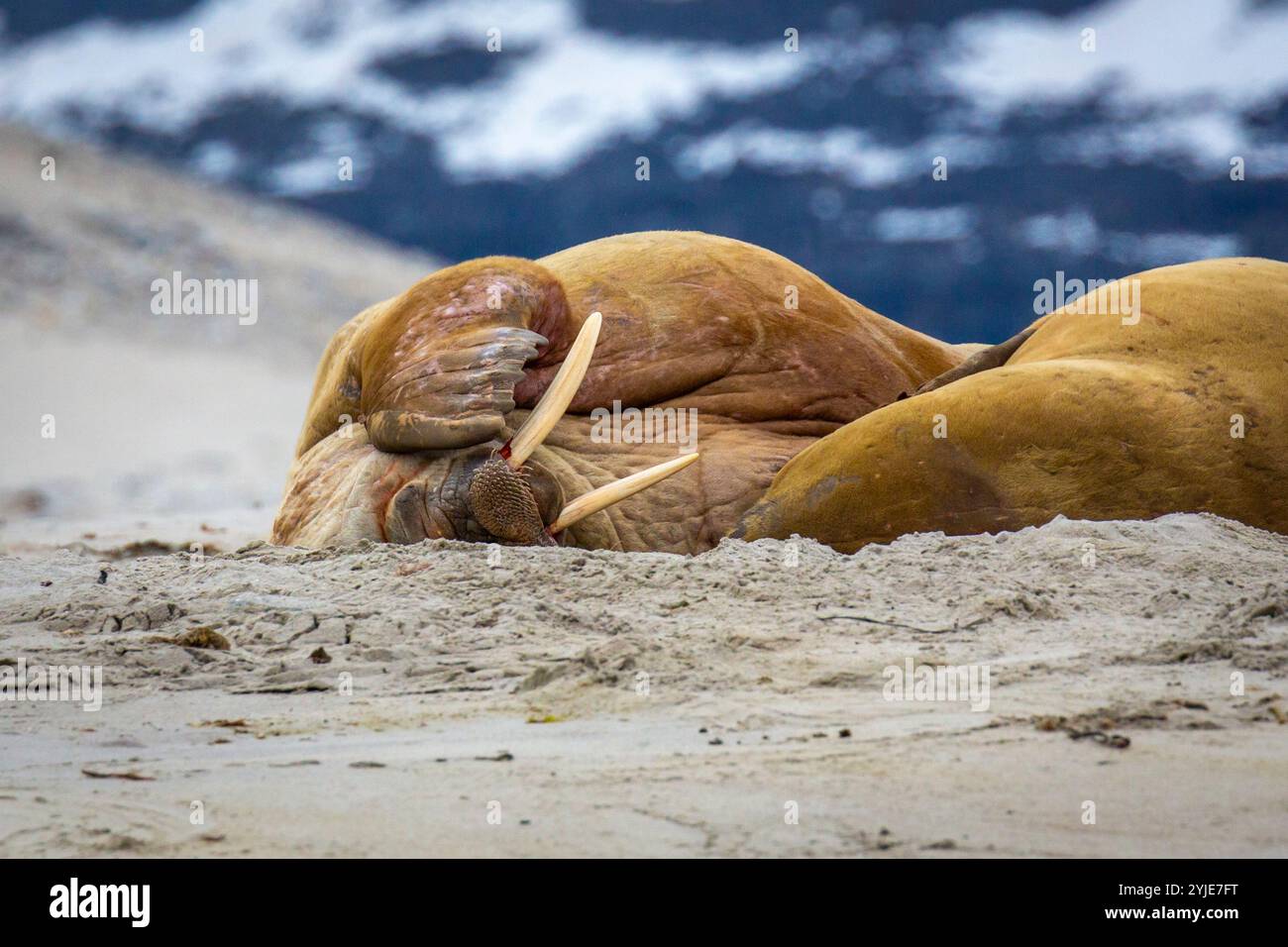 Visiting a small walrus colony in the Arctic at the Hamiltonbukta on ...