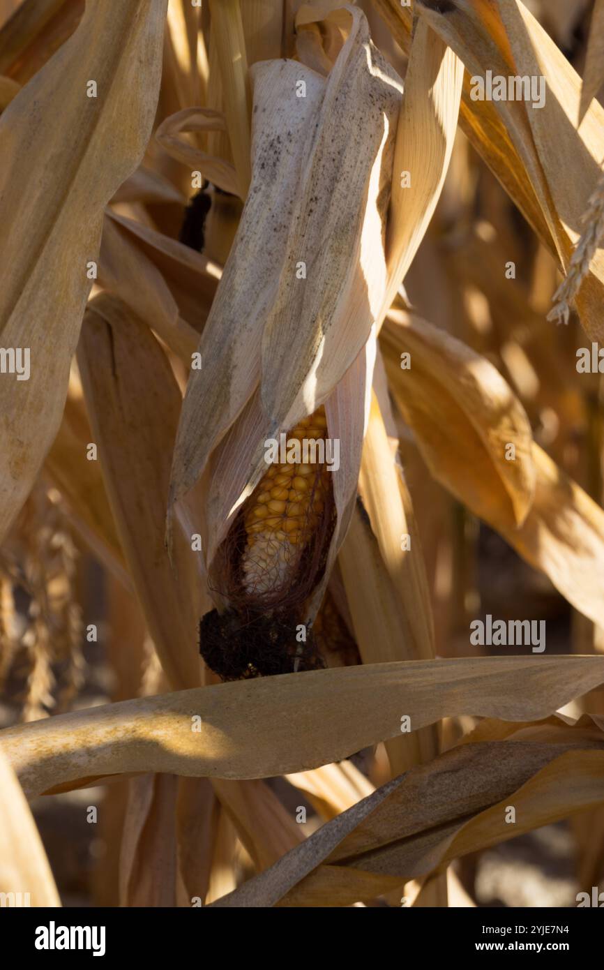 Field in Germany in July after a prolonged drought., Feld in ...