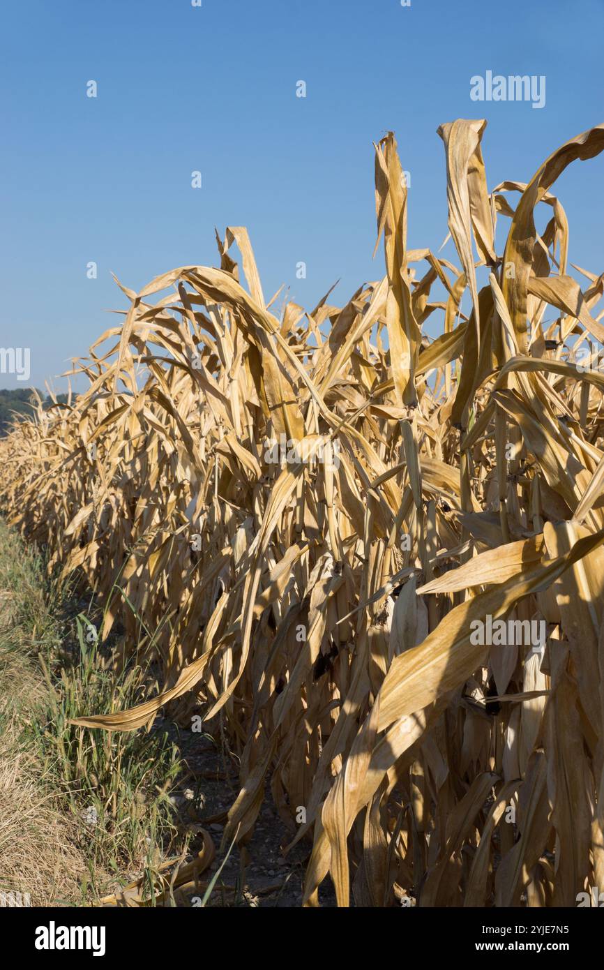 Field in Germany in July after a prolonged drought., Feld in ...