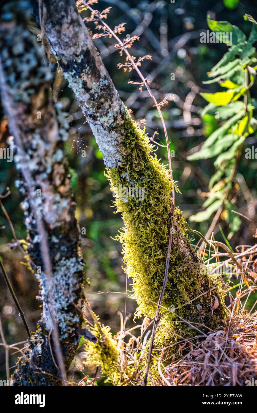 A vibrant patch of green moss illuminates a tree branch in the forest ...