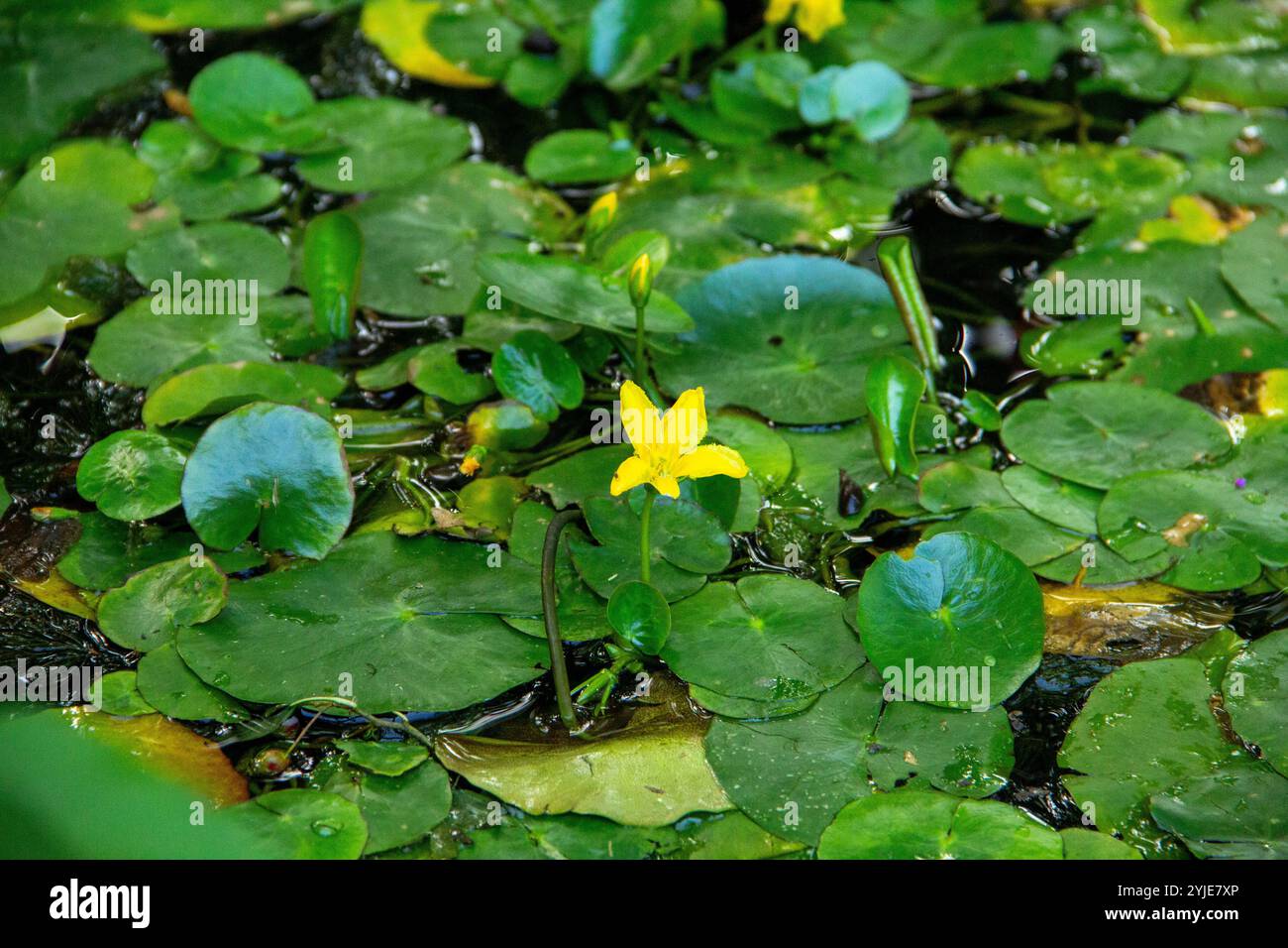 Peace and harmony with nature Stock Photo - Alamy