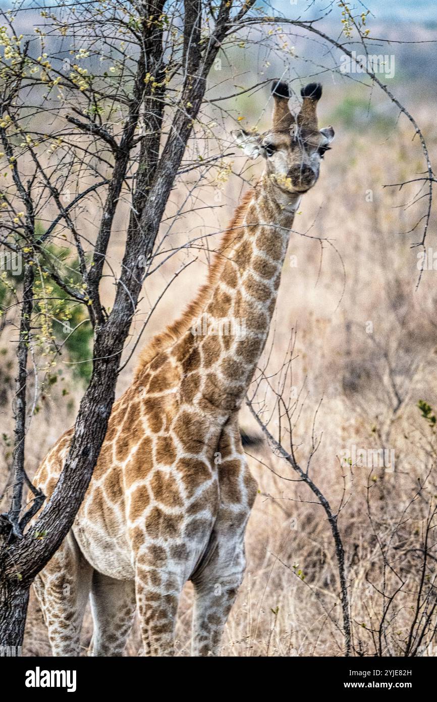 A solitary giraffe stands among sparse trees, showcasing its long neck ...