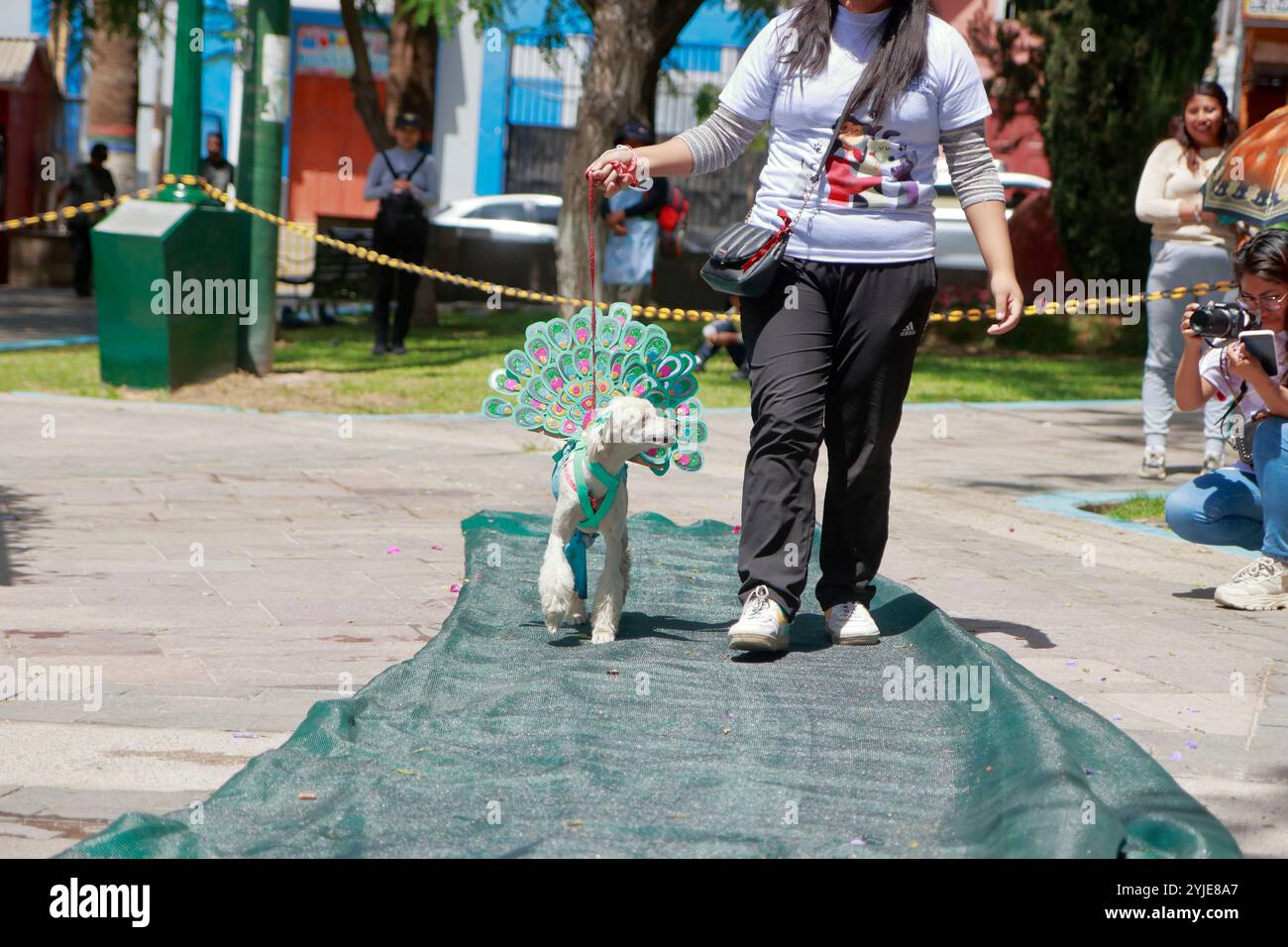 Dog costume contest in Moquegua, Peru, on November 9, 2024, featuring ...