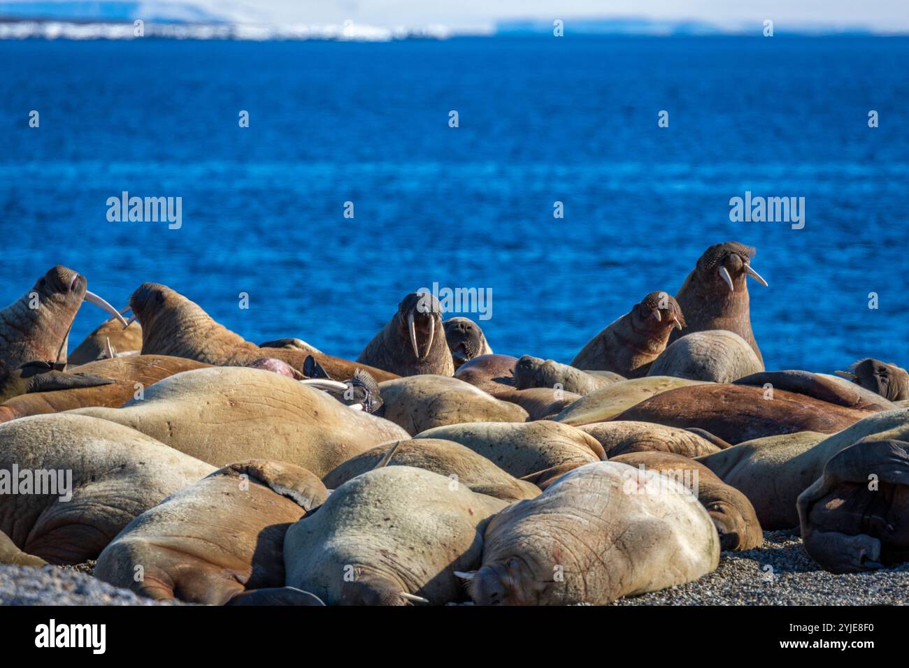 visiting a colony with walruses at Torellneset on Nordaustlandet on ...