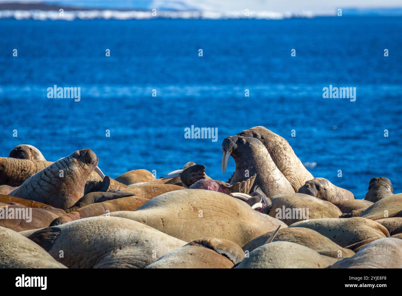 visiting a colony with walruses at Torellneset on Nordaustlandet on ...