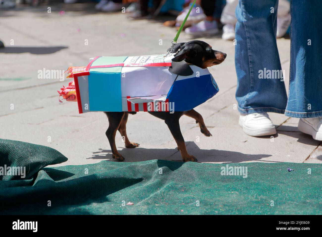 Dog costume contest in Moquegua, Peru, on November 9, 2024, featuring ...