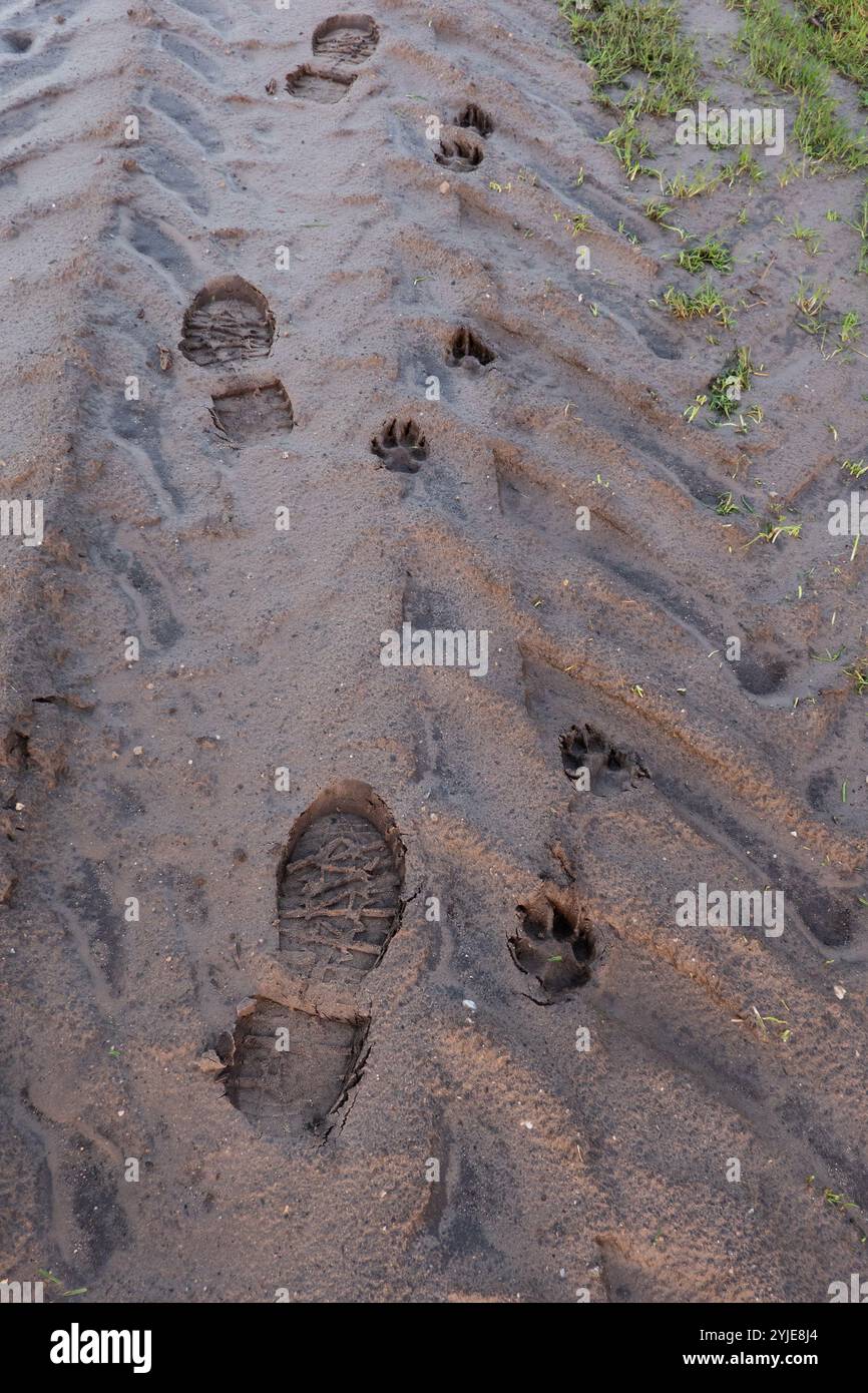Walking the dog: footprints of a man and a dog in mud Stock Photo - Alamy
