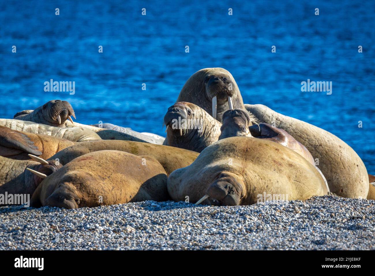 visiting a colony with walruses at Torellneset on Nordaustlandet on ...