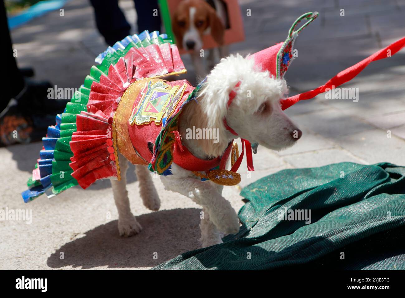 Recycled dog outfits hi-res stock photography and images - Alamy